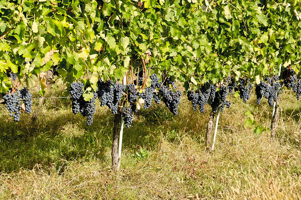 Areale - Salvatore Molettieri