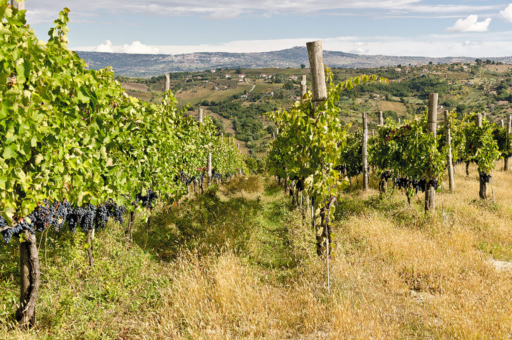 Areale - Salvatore Molettieri