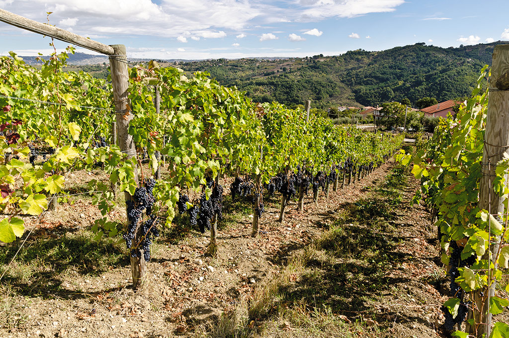 Areale - Salvatore Molettieri