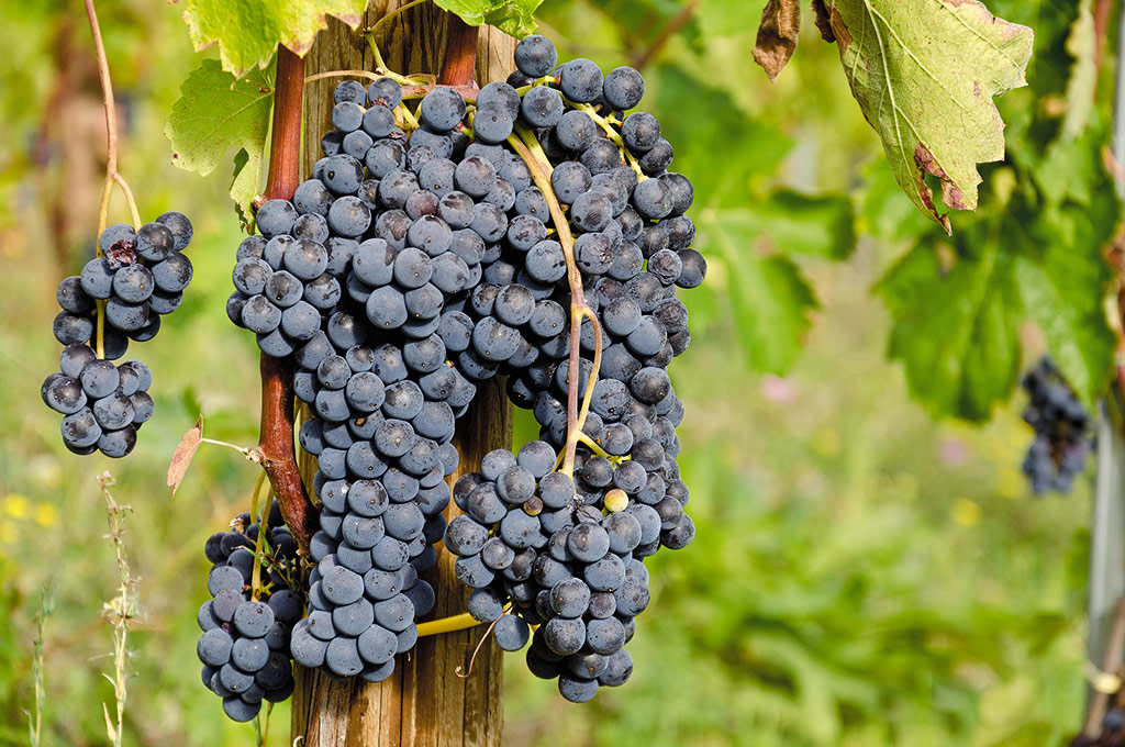 Areale - Salvatore Molettieri