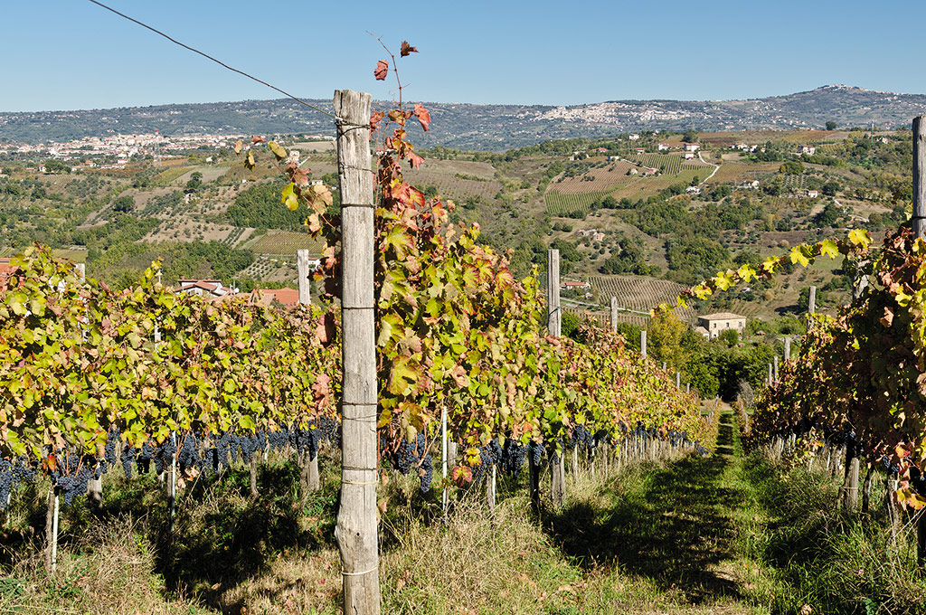 Areale - Salvatore Molettieri