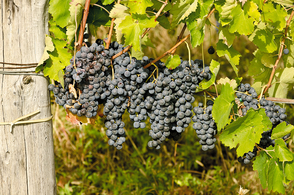 Areale - Salvatore Molettieri