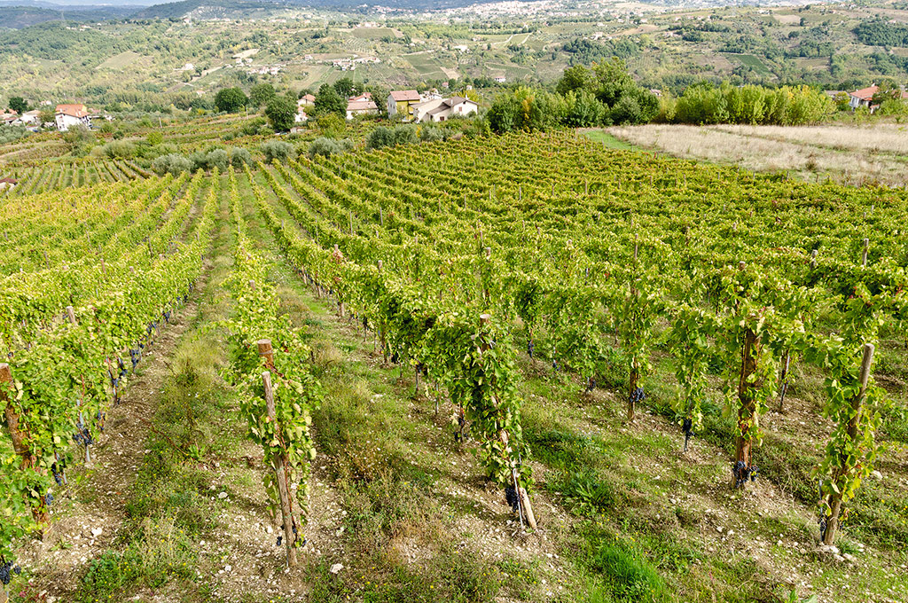 Areale - Salvatore Molettieri