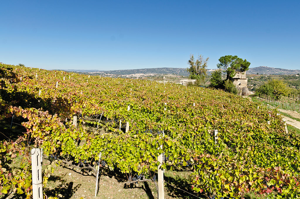 Areale - Salvatore Molettieri