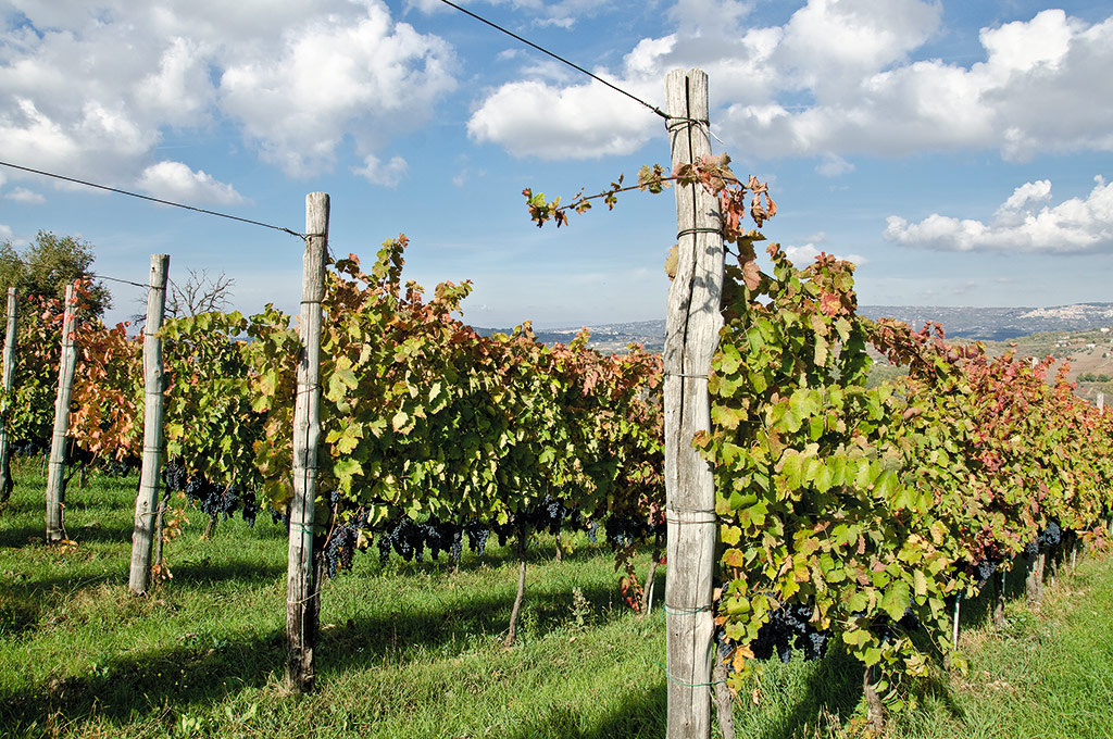 Areale - Salvatore Molettieri