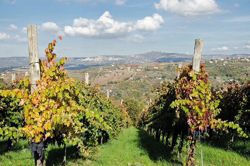 Areale - Salvatore Molettieri